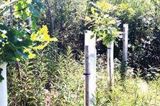 Cheviot Trees to supply biodegradable tree shelters | HortWeek