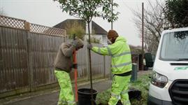 Council launches interactive tree portal | HortWeek