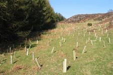 Conservative Party in pre-election 30 million tree pledge | HortWeek