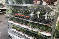 Why is it getting harder to import and export plants? | HortWeek