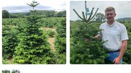 Native Christmas tree growing programme planned | HortWeek