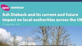 Ash tree armageddon warning for councils | HortWeek