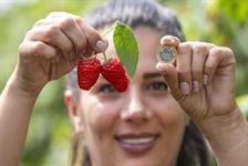 Raspberries the best, says BBG, Hall Hunter and Angus | HortWeek