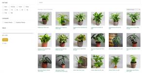 Opperman Plants launches British-grown tropical indoor plants webshop ...