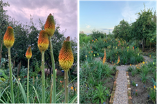 Allotments become locations for new National Plant Collections | HortWeek