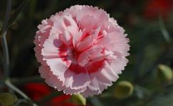 Whetman Pinks and Plant Marketing International merge | HortWeek