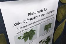 Xylella: is there scope for a cure? | HortWeek