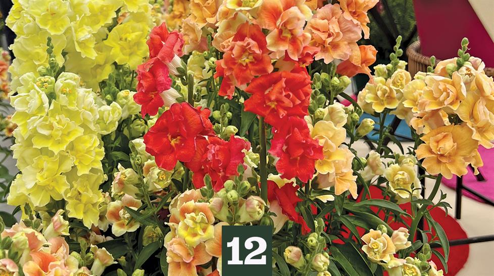 HortWeek Survey: VOTE for your favourite plant launch of summer 2023 ...