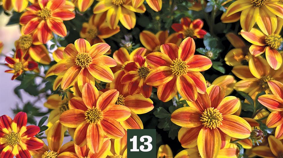 HortWeek Survey: VOTE for your favourite plant launch of summer 2023 ...