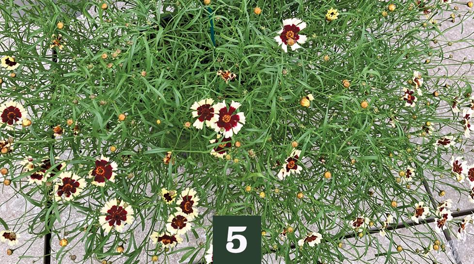 HortWeek Survey: VOTE for your favourite plant launch of summer 2023 ...