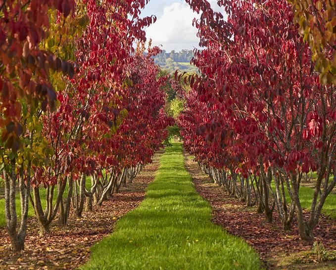 Hillier Nurseries Ltd - Company Profile | HortWeek