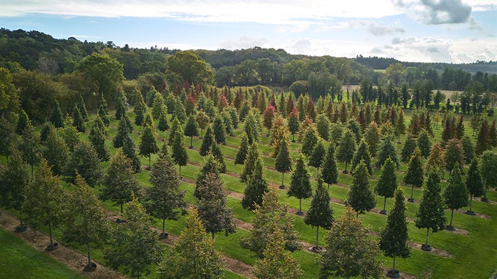 Hillier Nurseries Ltd - Company Profile | HortWeek