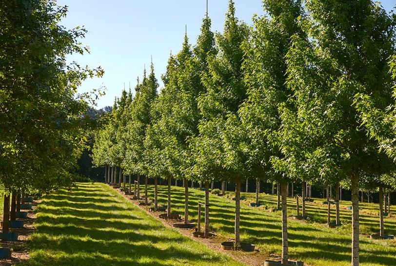 Hillier Nurseries Ltd - Company Profile | HortWeek