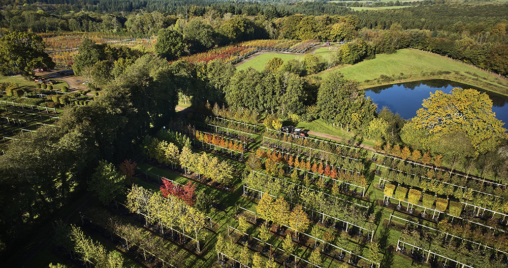 Hillier Nurseries Ltd - Company Profile | HortWeek