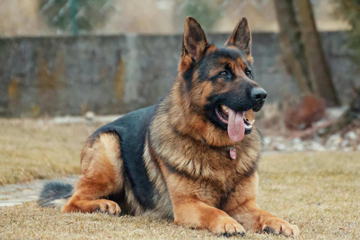 Regulator bans trustees from dog rescue charity | Third Sector