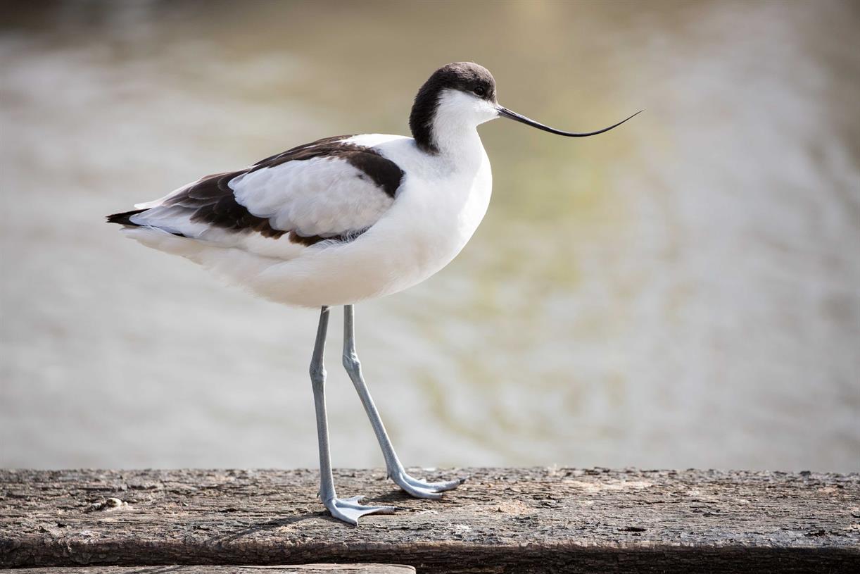 RSPB launches ‘youth revolution’ | Third Sector