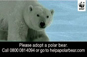 WWF revisits DRTV with adopt a polar bear campaign