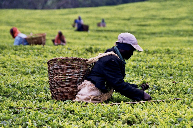 Agencies line up for Cafédirect account | Campaign US