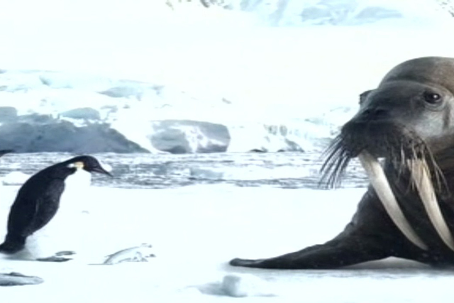 Argos 'Walrus' ad banned for misleading delivery claims