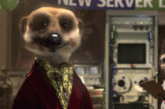 Meerkat character has more than half a million friends on Facebook
