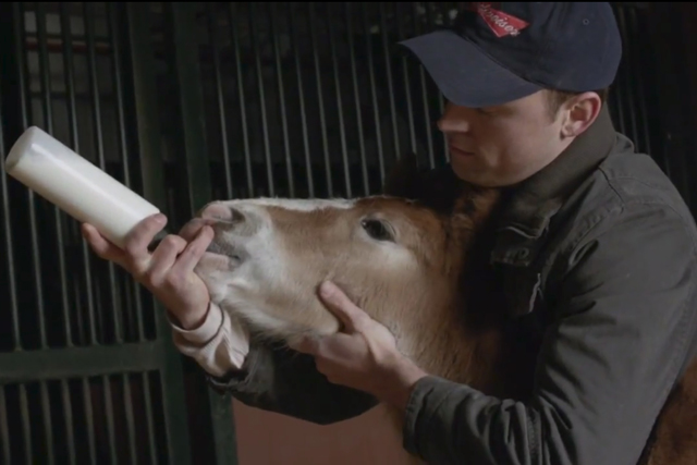 Brand Barometer: Budweiser's latest viral campaign reviewed | Campaign US