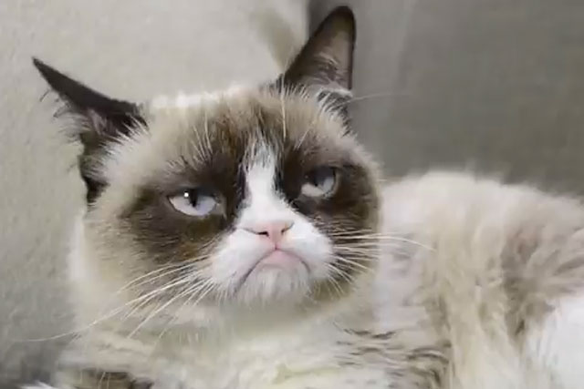 Grumpy cat at Christmas is among week's best virals | Viral video chart