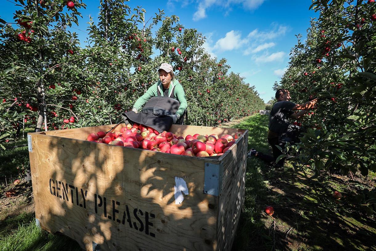Apples pop-up store planned for Great British Apples Day