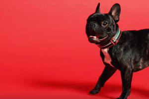 Basement Jaxx's Felix Buxton and artist Mikey Woodbridge unveil ...