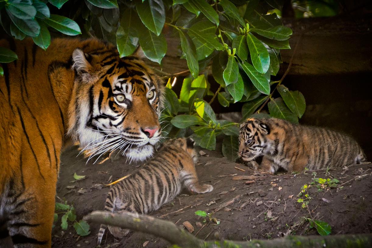 WWF launches agency brief to help save tigers