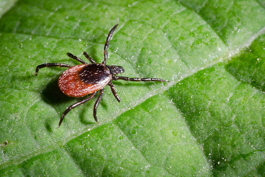 Tick-born encephalitis likely to be present across England, health ...