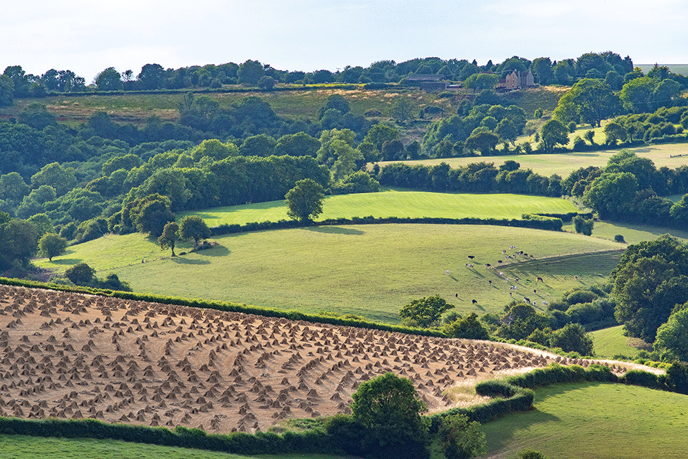 DEFRA’s Environmental Land Management scheme: 9 things you need to know