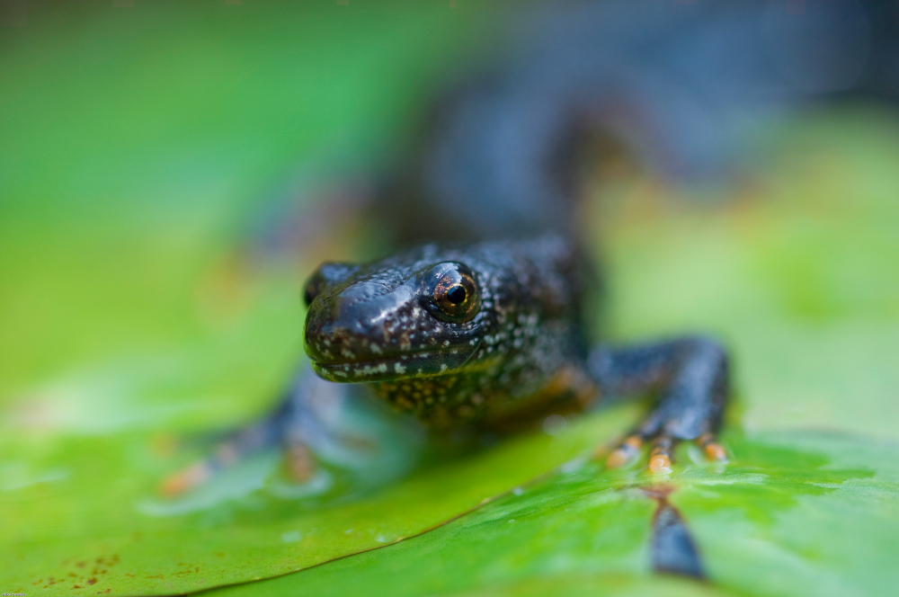 Newt frontiers: How Network Rail secured the first organisational ...