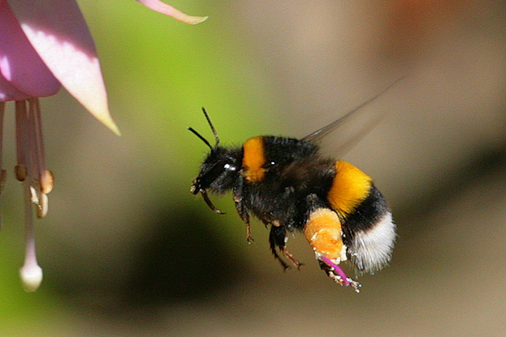 Airborne insect DNA used to identify species in breakthrough for scientists
