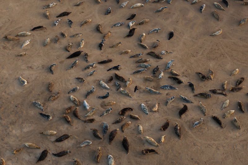 DEFRA admits Marine Strategy falling short on ‘good environmental status’