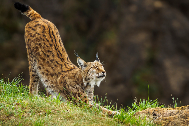 Rewilding groups to hold lynx reintroduction talks with Scottish ...