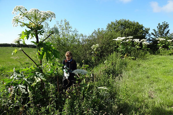 Glyphosate injections used to combat invasive giant hogweed