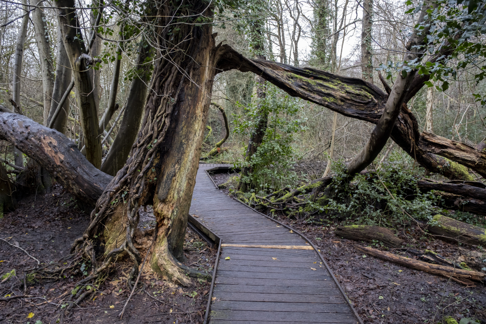 11 key recommendations from the OEP on how to improve the Environmental ...