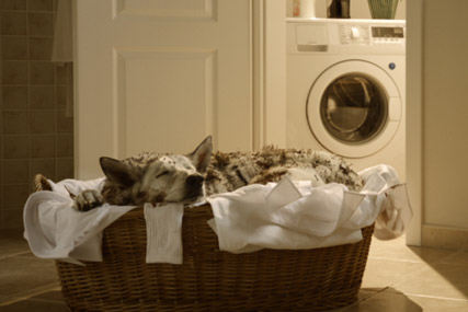 Which? 'testing' by MCBD | Campaign US