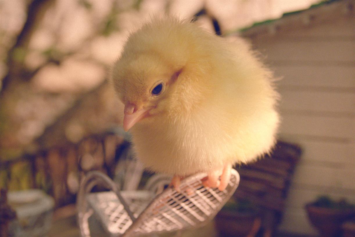 Asda "chick" by VCCP