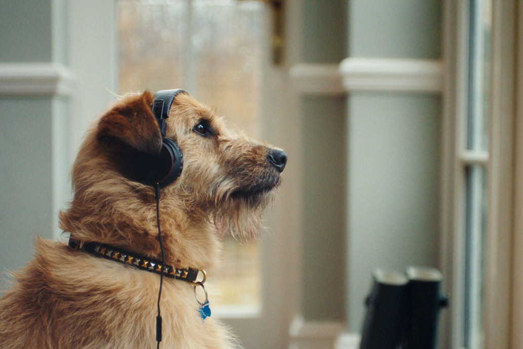 BBC "Steve the Dog" by Y&R London