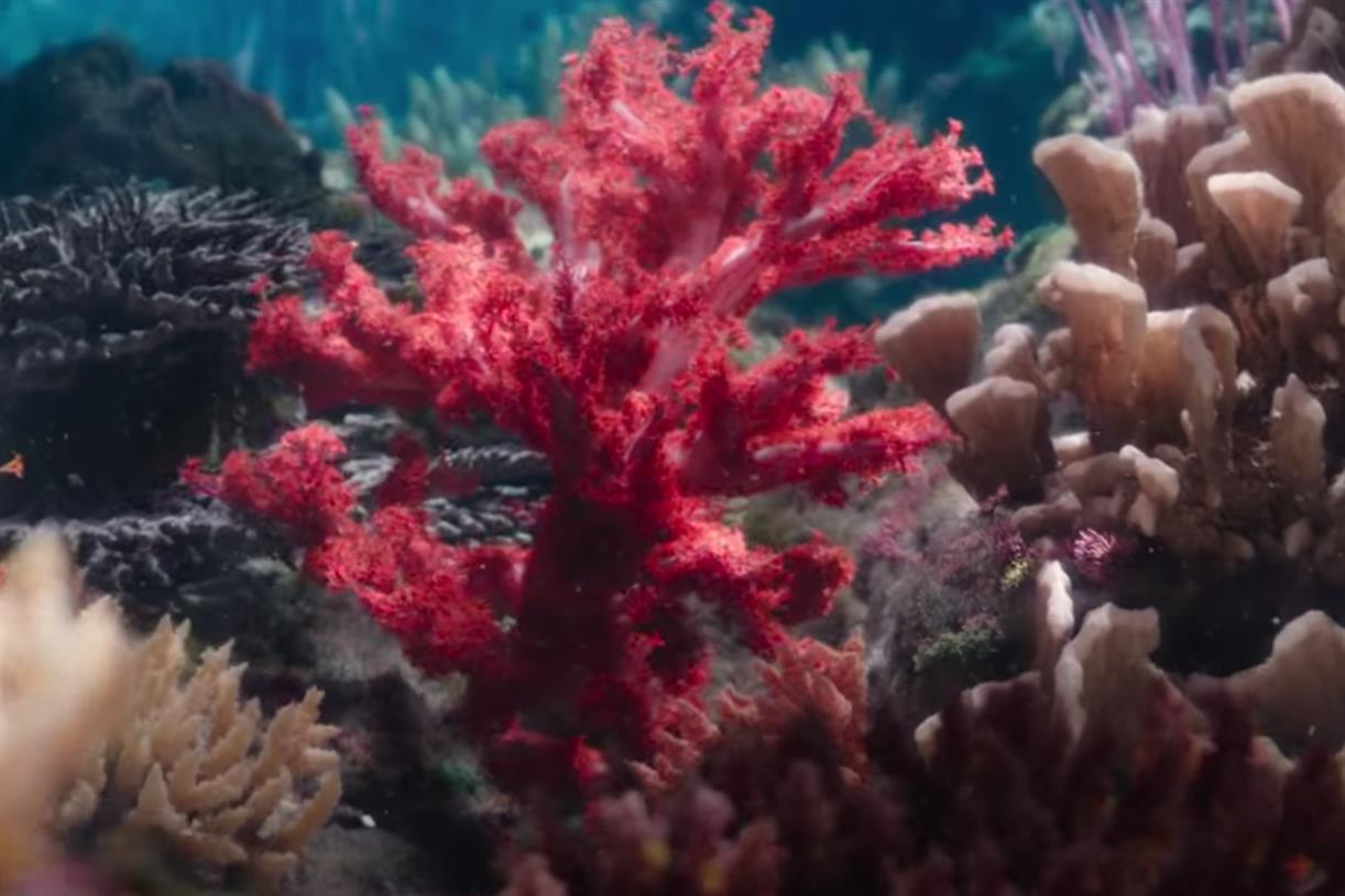 Sheba "Hope grows" by AMV BBDO | Campaign US