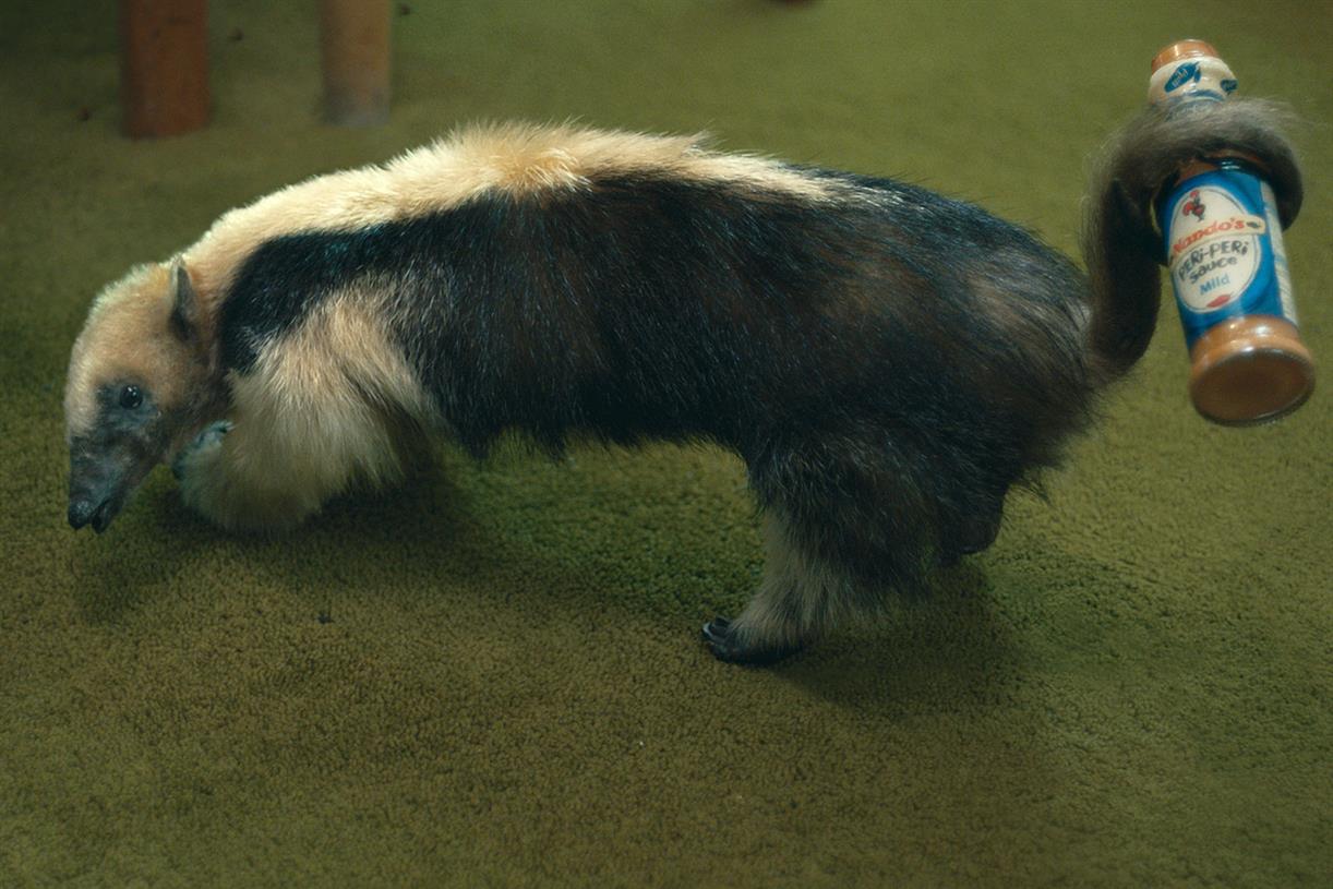 Nando's "chain of sauce" by 18 Feet & Rising | Campaign US