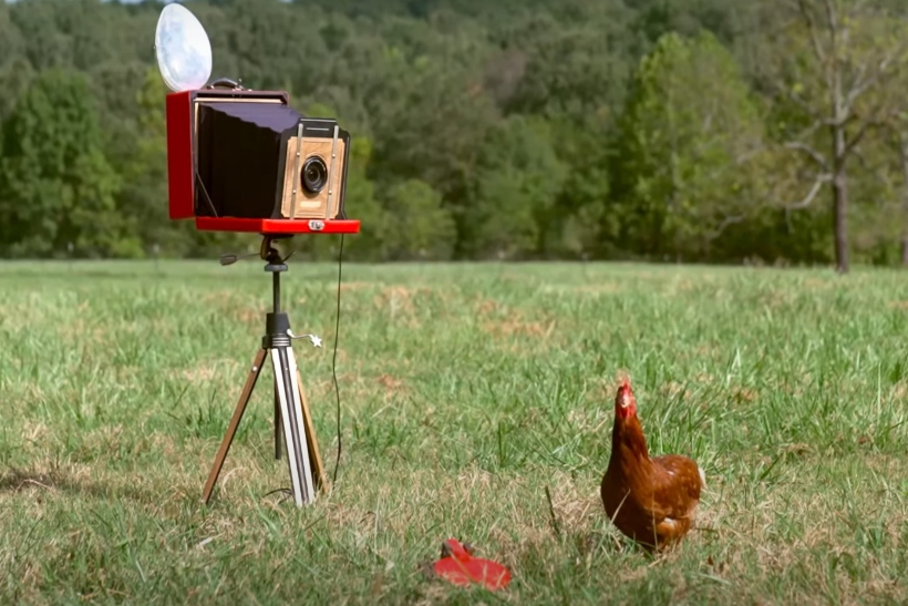 Vital Farms gives a hen's-eye view of chickens' daily life