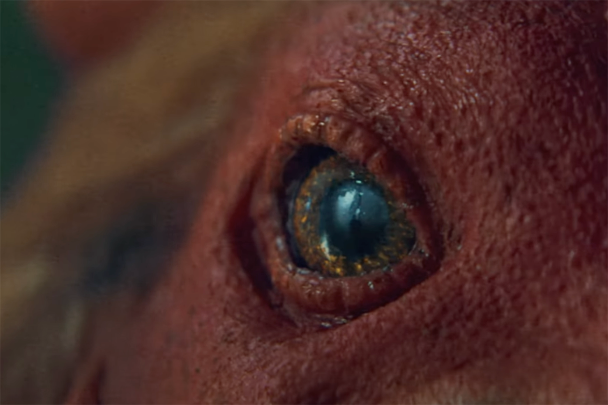 KFC "Believe Part 2: all hail gravy" by Mother