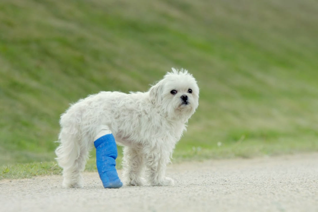 Amazon saves the day for a lame dog in its new UK campaign