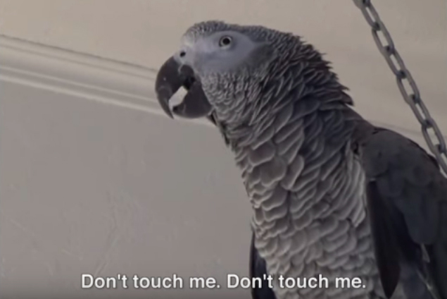 'Cursing Parrots' for UNICEF by Grey New York | Campaign US