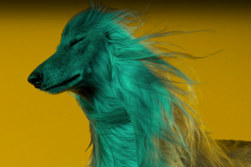 Pets get their groove on in new Sony spot