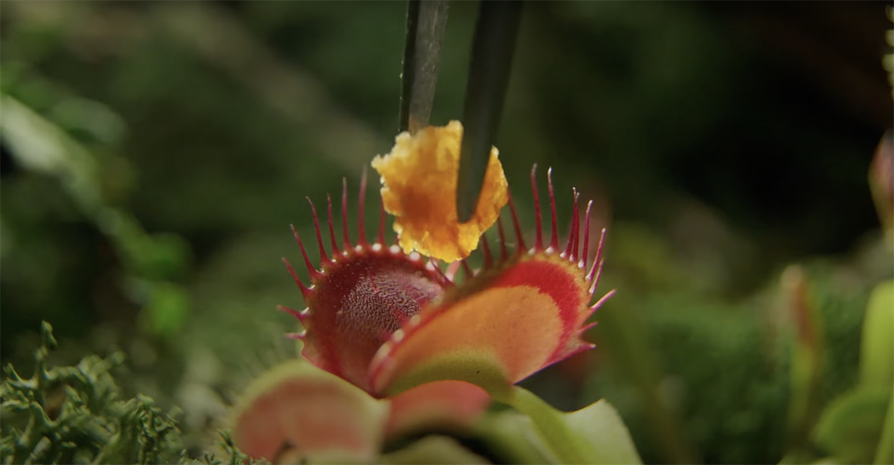 Venus Flytrap Eating A Cheeseburger