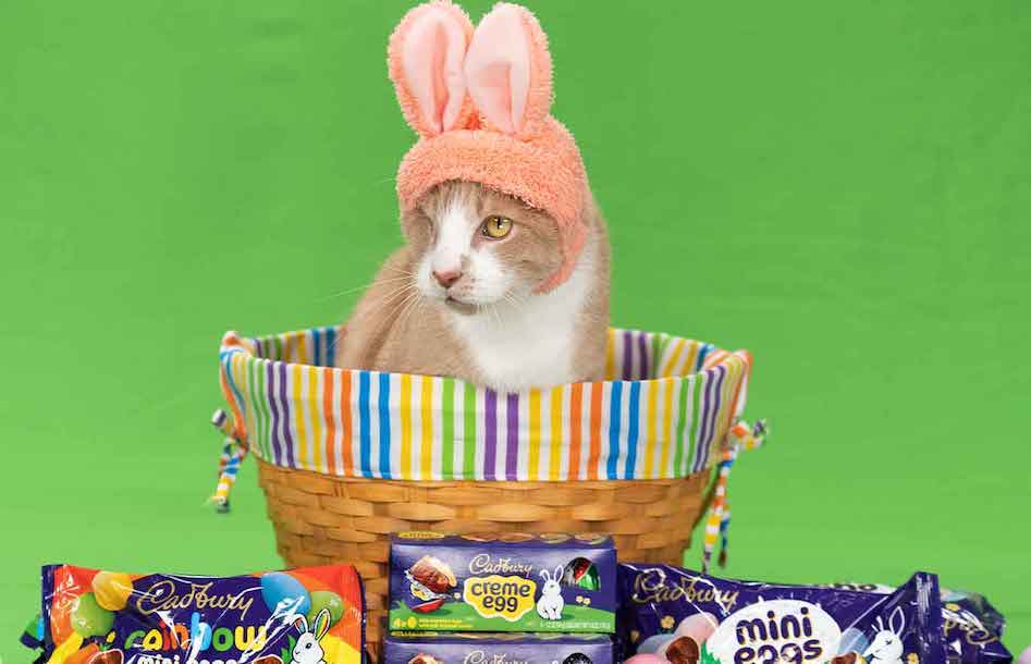 Cadbury bunnies store