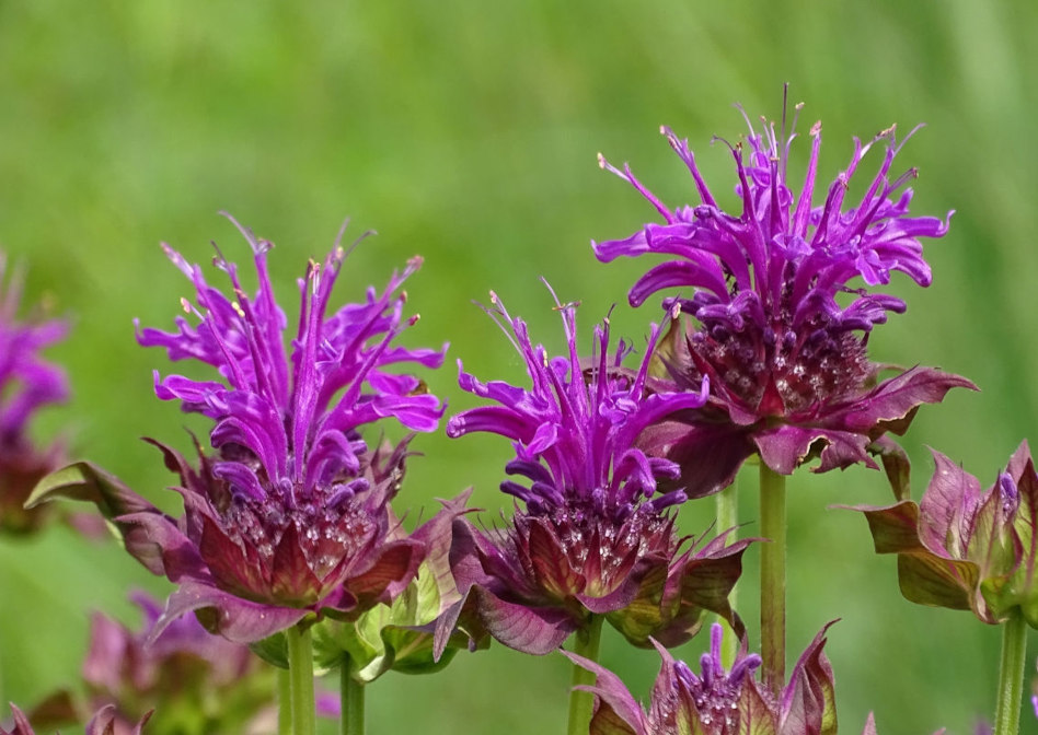 Staude des Jahres 2023 und ausgezeichnete Stauden-Neuheiten